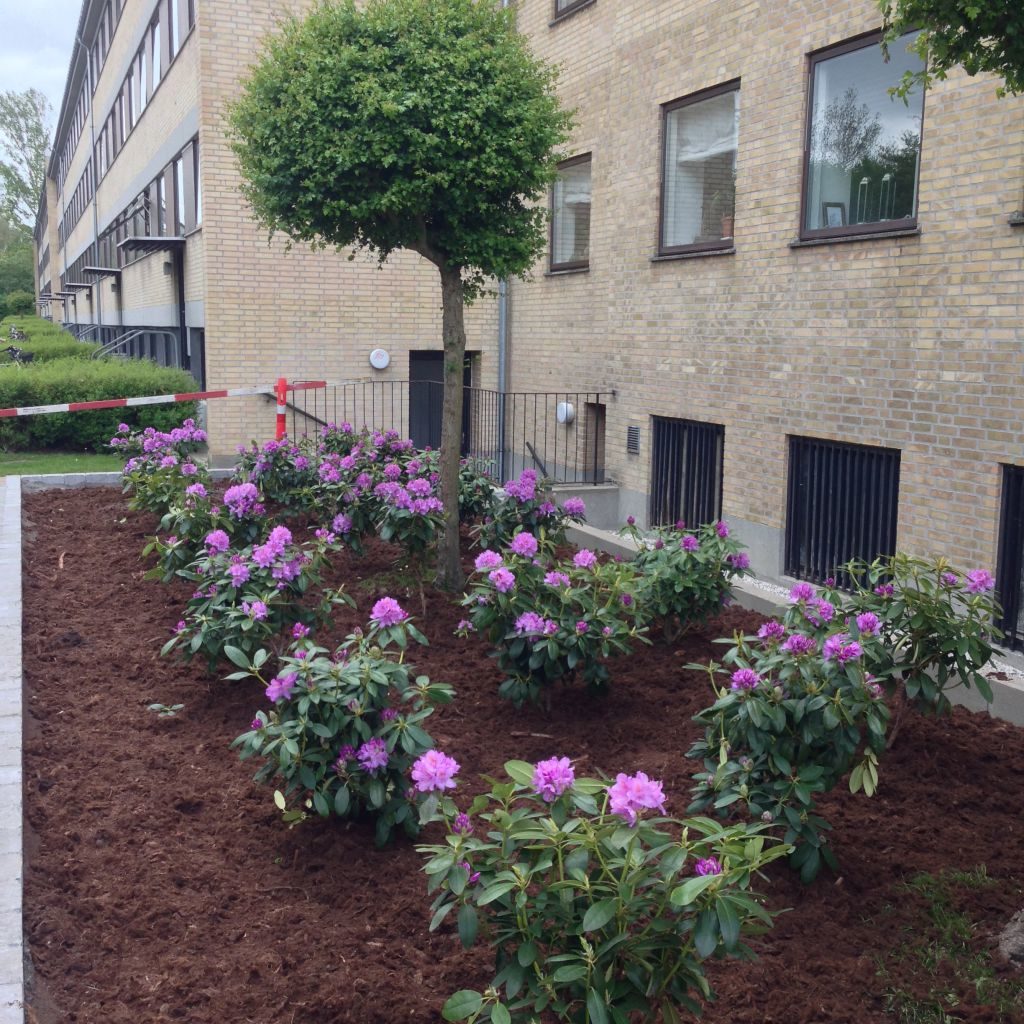 Plantning af træer og buske til lave priser - Professionel og hurtig ...